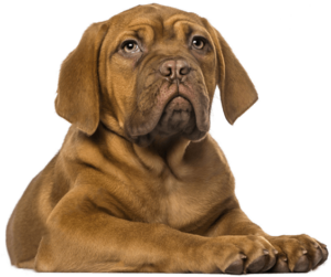 | GROOM-ME | – LUXURY DOG GROOMING AND BOUTIQUE