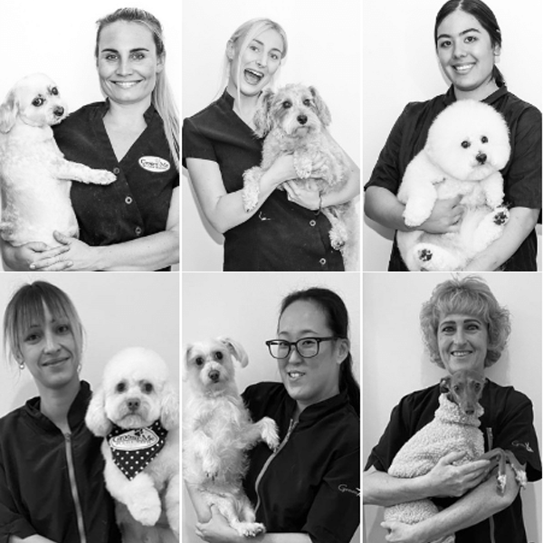 | GROOM-ME | – LUXURY DOG GROOMING AND BOUTIQUE
